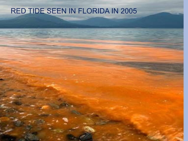 Red tide effect on marine fauna | PPTX
