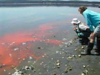 Philippine Red Tide