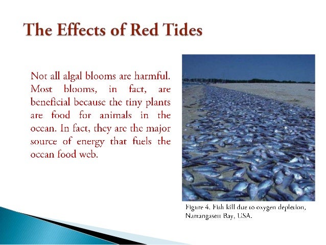 Red Tide Phenomenon