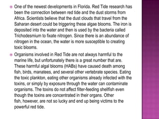 Red tide phenomenon | PPTX