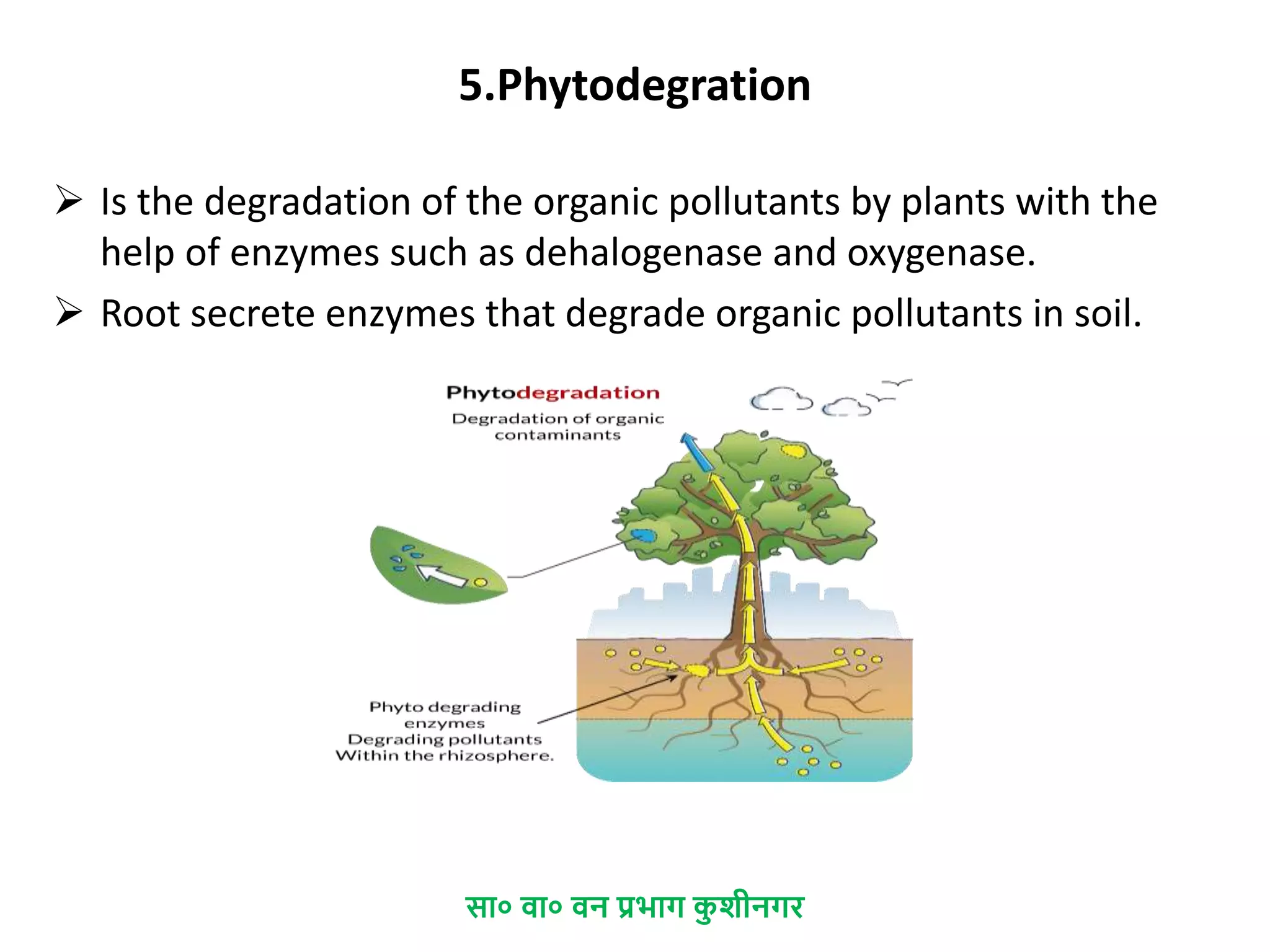 Reduction of Pollution by Plantation.pptx
