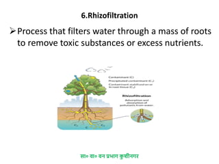 Reduction of Pollution by Plantation.pptx