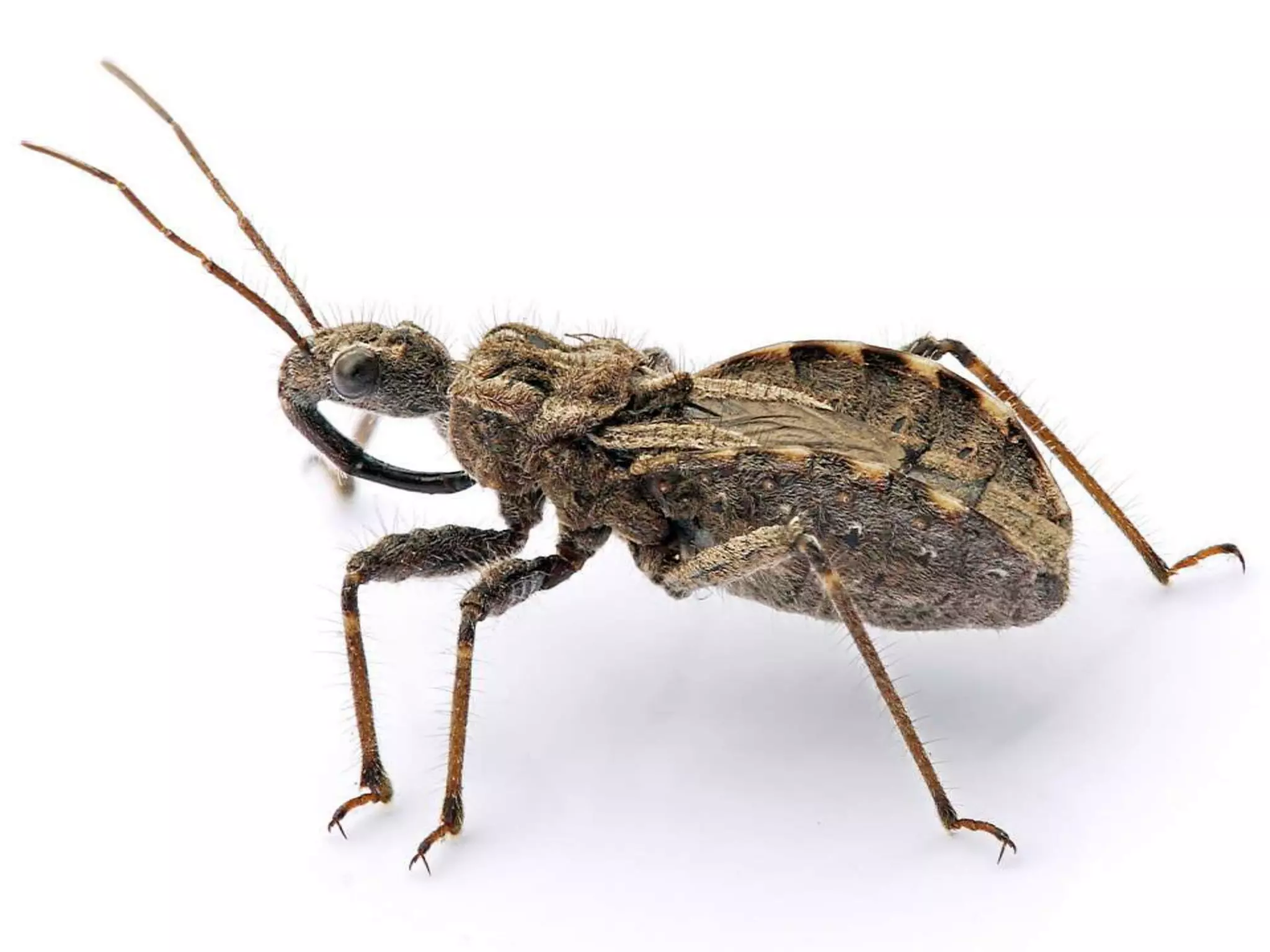 Reduviid bug And Chagas Disease | PPTX
