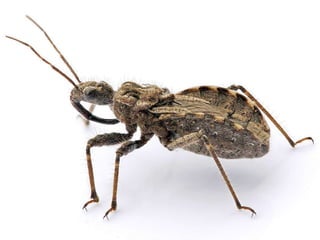 Reduviid bug And Chagas Disease | PPTX
