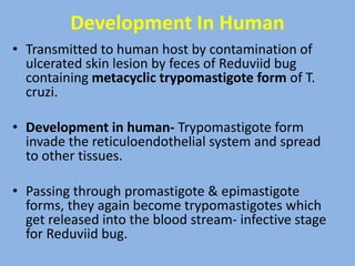 Reduviid bug And Chagas Disease | PPTX
