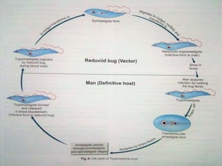 Reduviid bug And Chagas Disease | PPTX