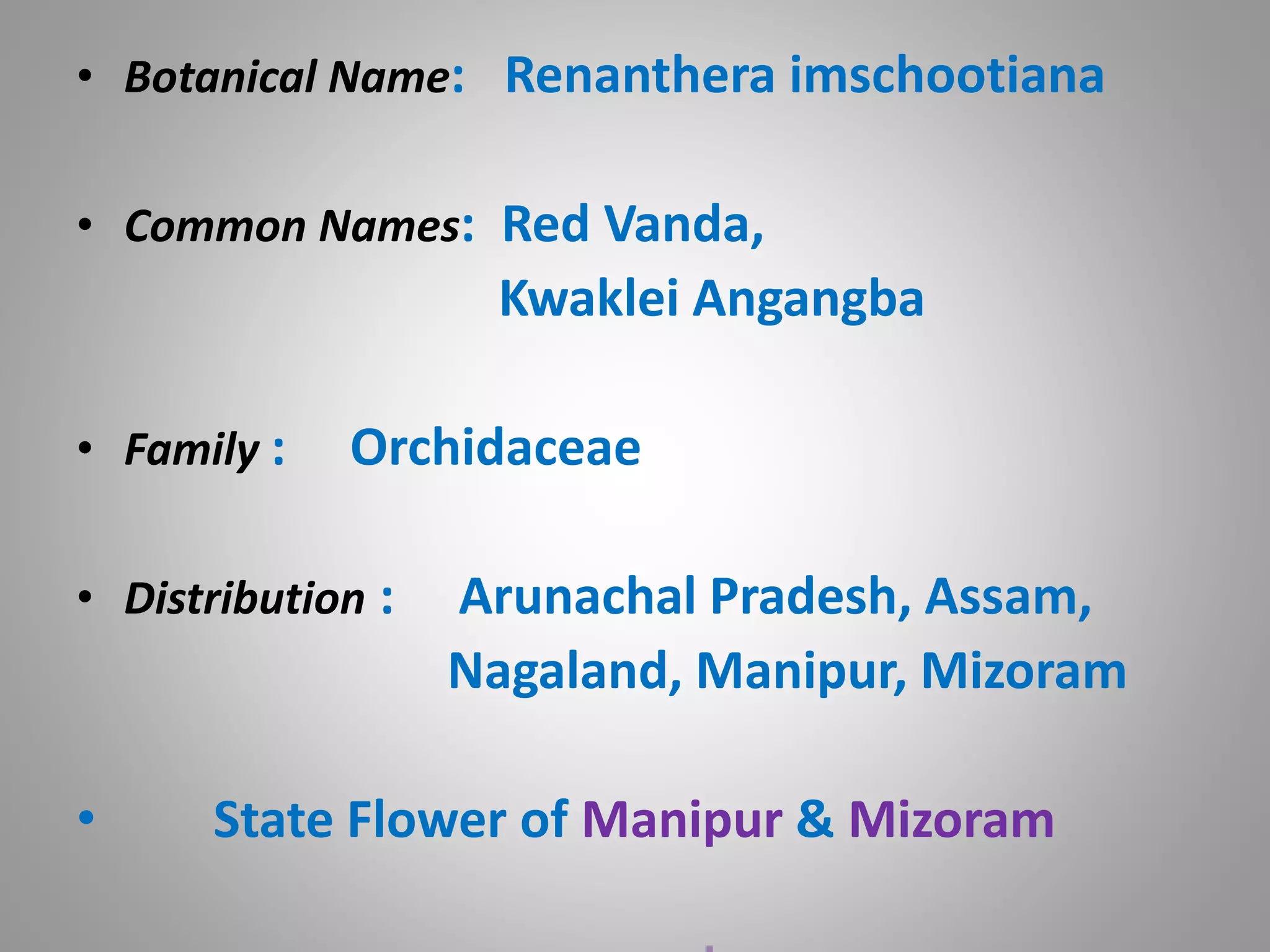 Red vanda | PPTX