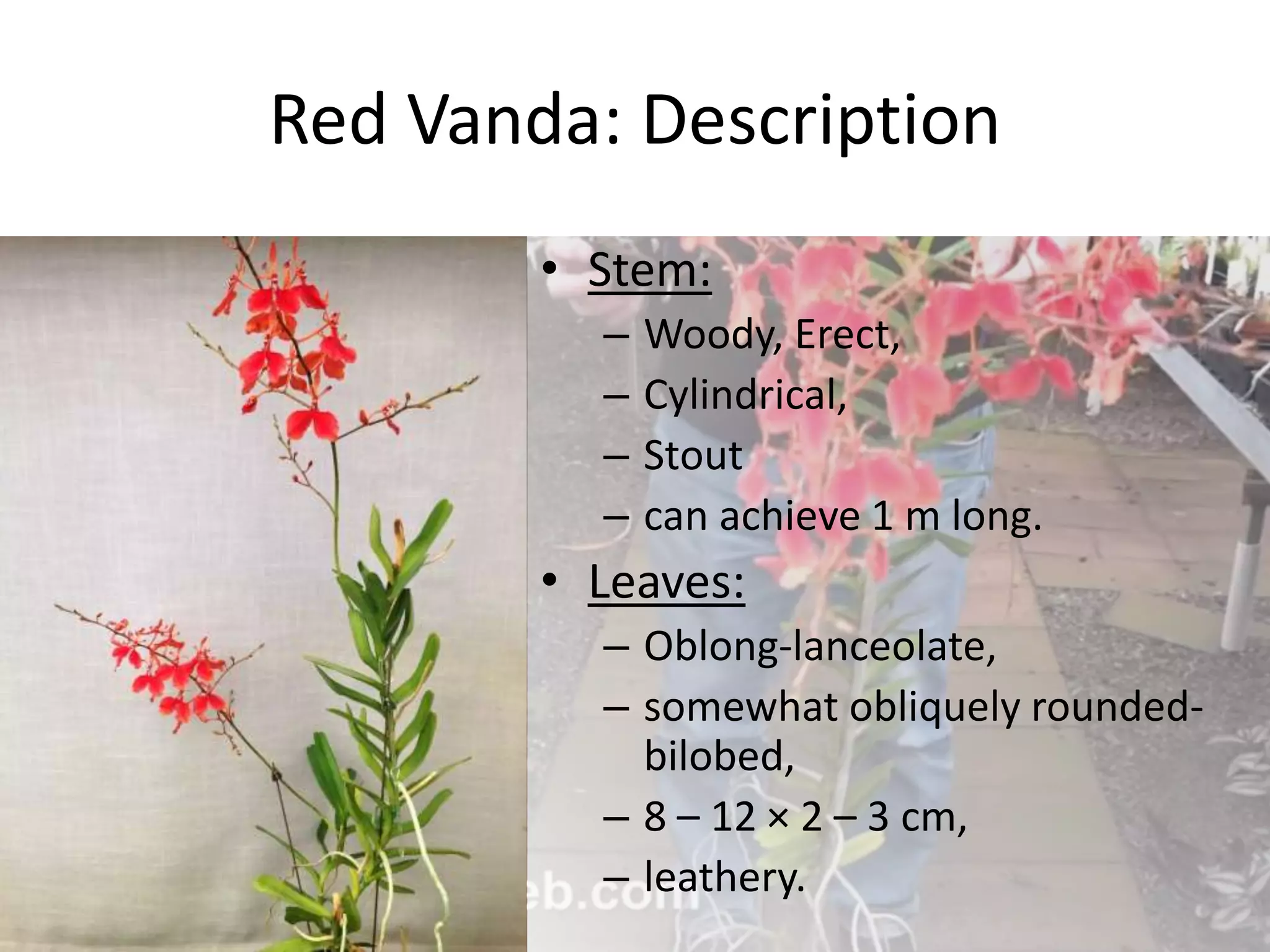 Red vanda | PPTX