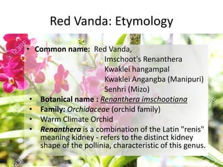 Red vanda | PPTX