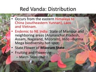Red vanda | PPTX