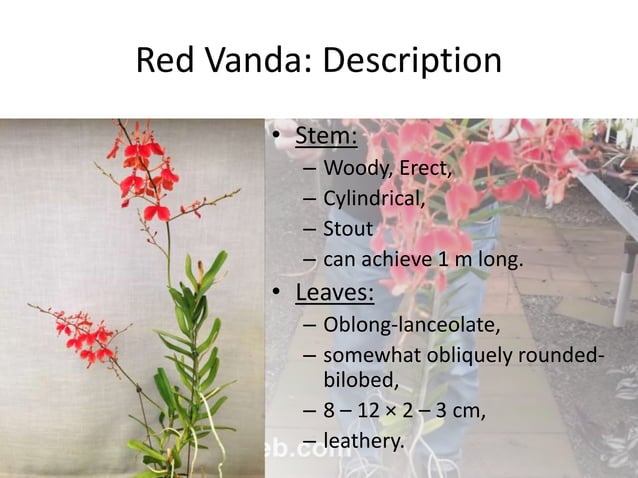 Red vanda | PPTX