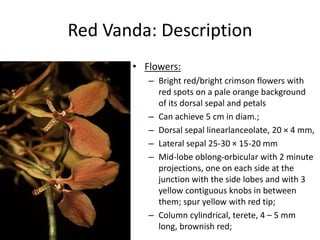 Red vanda | PPTX