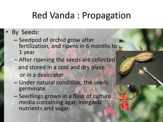 Red vanda | PPTX