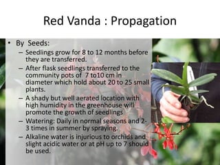 Red vanda | PPTX