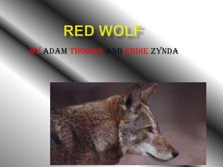 Red wolf | PPTX