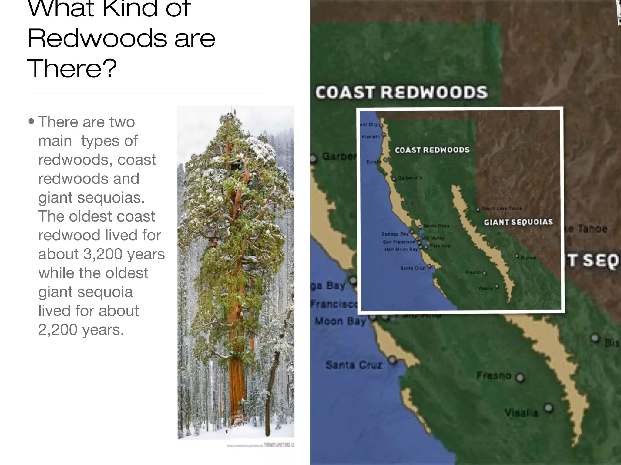 Redwood ecology 1 | PPT