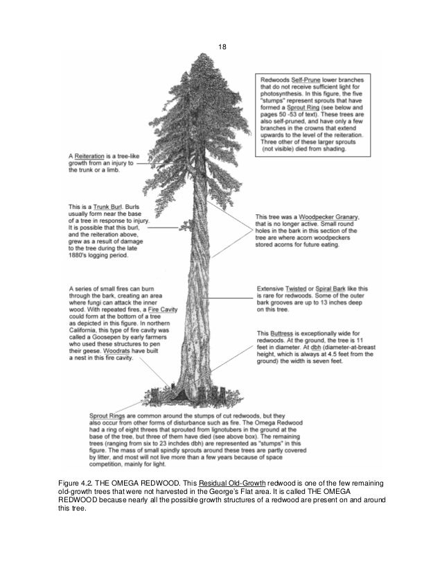 Redwood Tree Diagram
