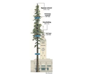 Coastal Redwoods | PPTX