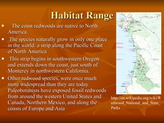 Gabriela Salgado 6th perdidon Redwood tree | PPT