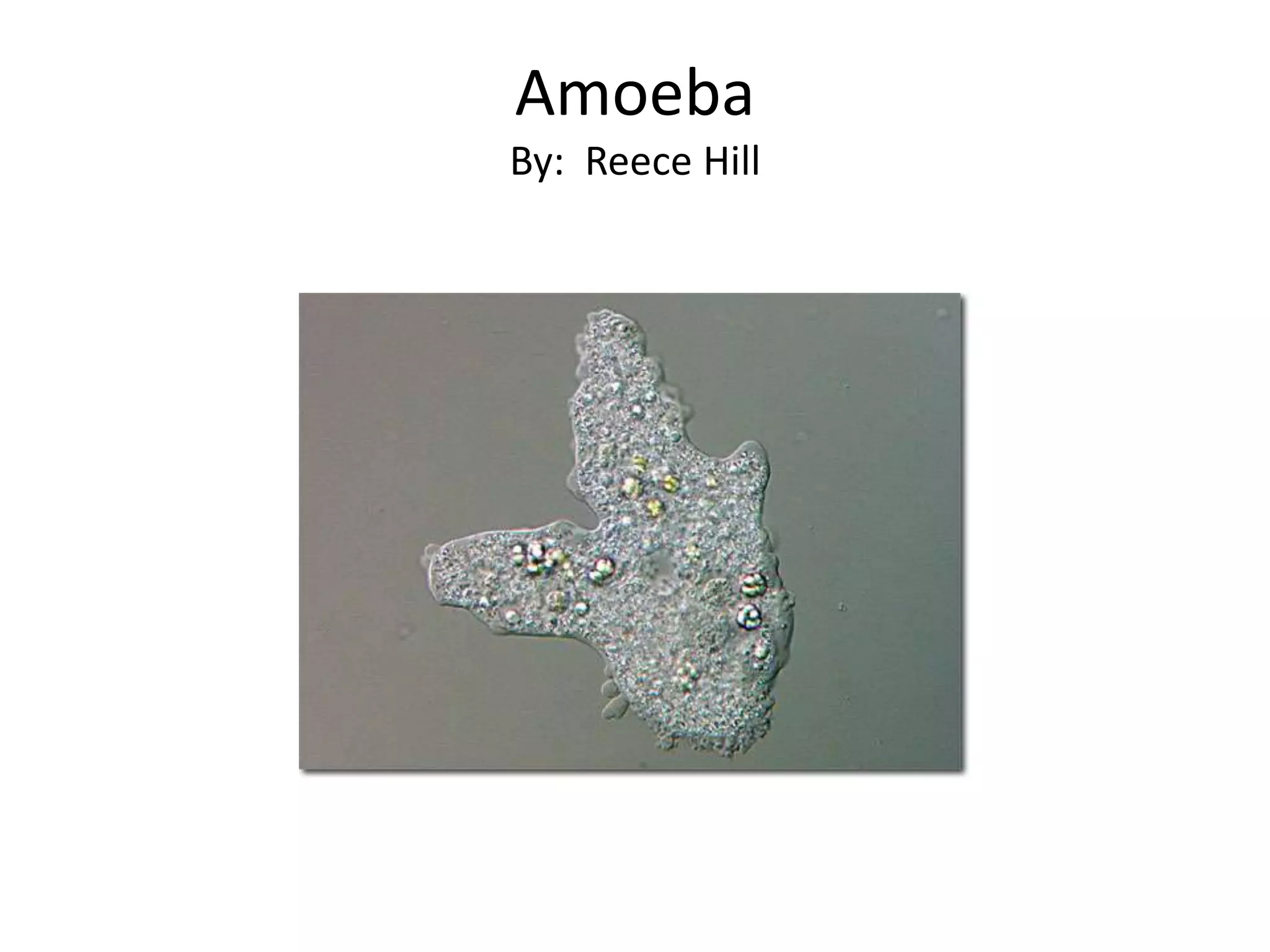 Amoeba | PPTX