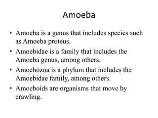 Amoeba | PPTX