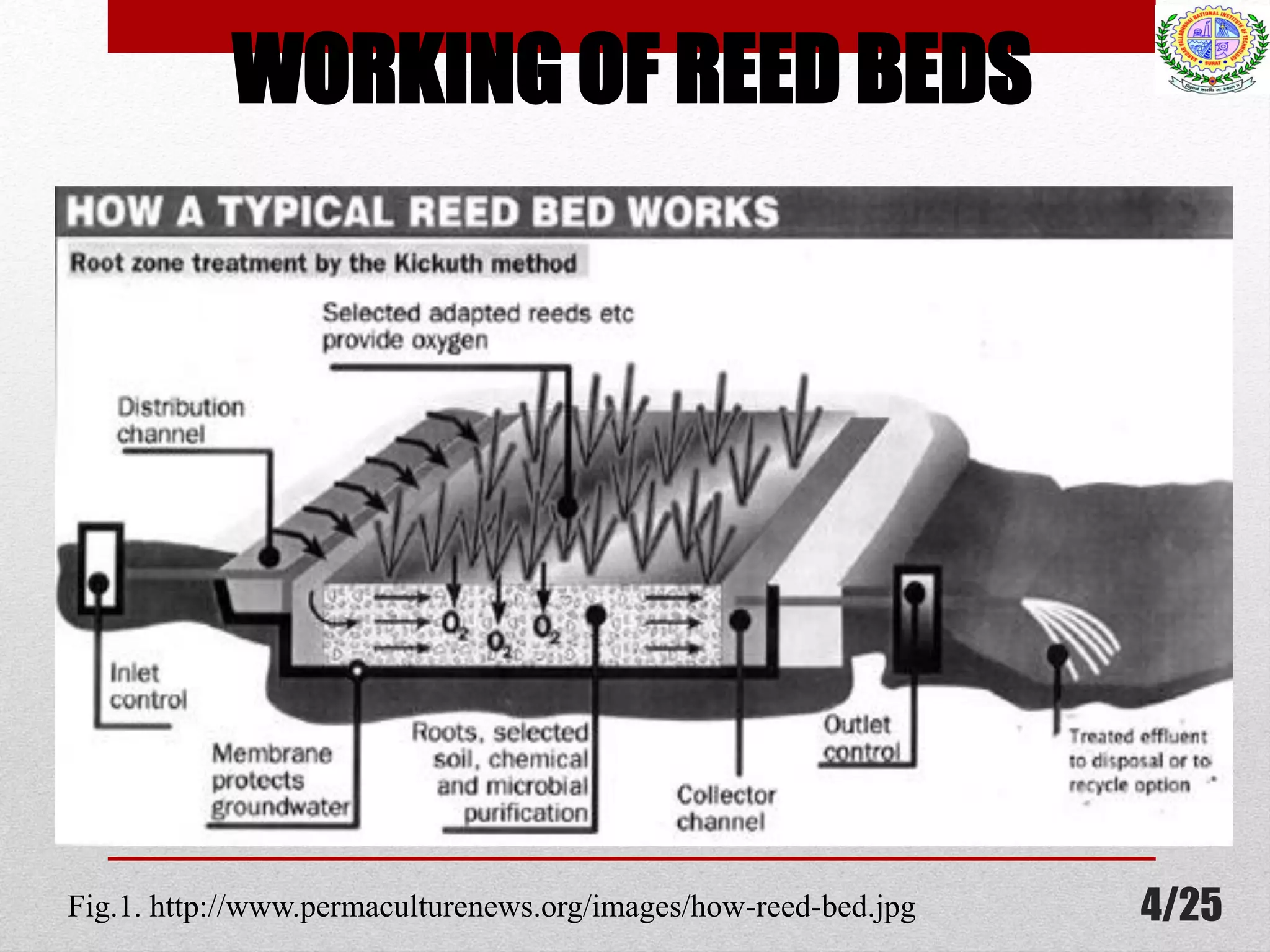 Reed bed technology | PDF
