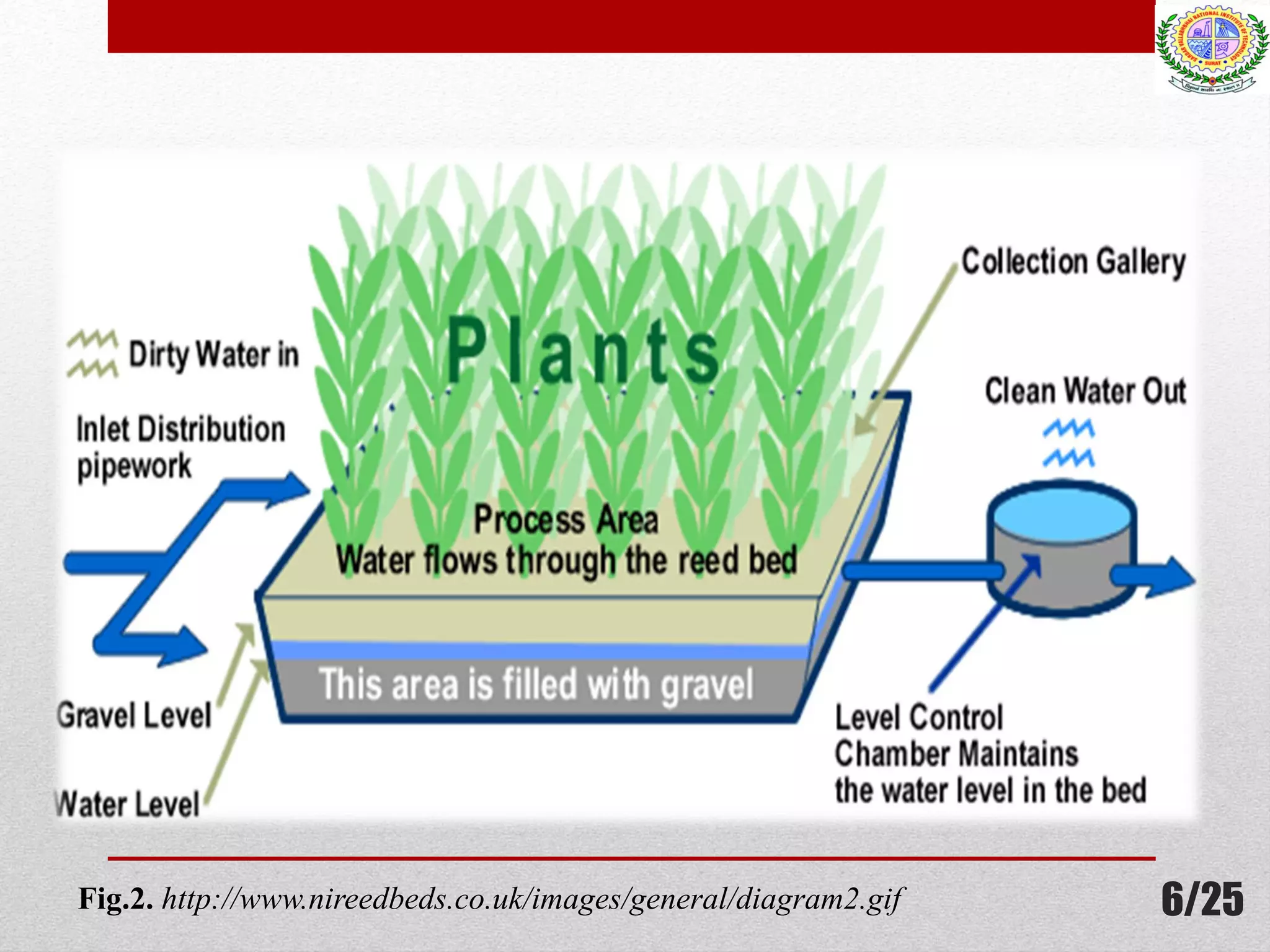 Reed bed technology | PDF