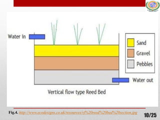 Reed bed technology | PDF