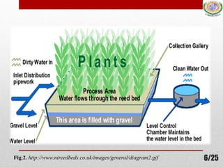Reed bed technology | PDF