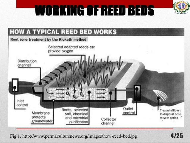 Reed bed technology
