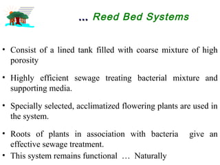 Reed bed water solutions lvk ppt | PPT