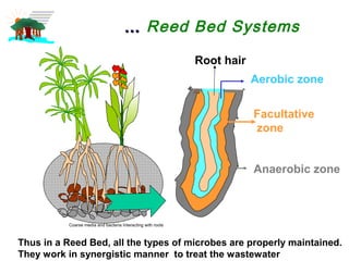 Reed bed water solutions lvk ppt | PPT