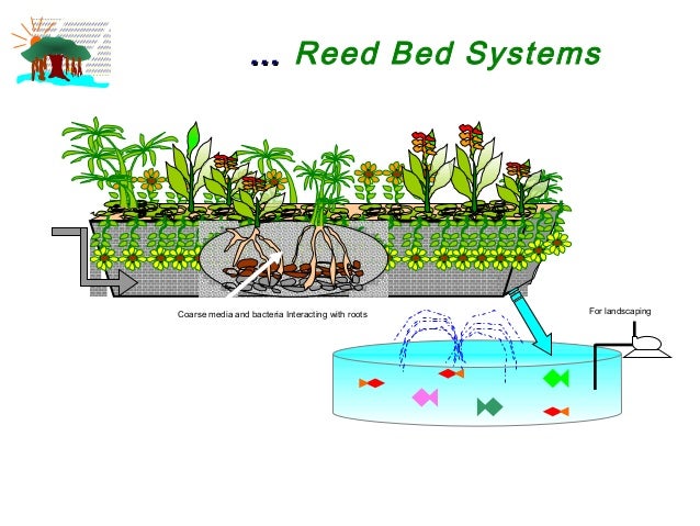 Reed bed water solutions lvk ppt