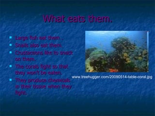 Reef Building Corals | PPT