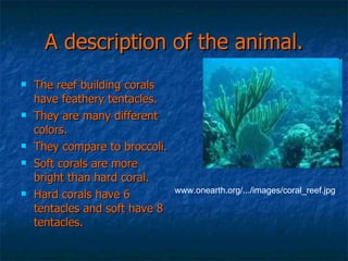 Reef Building Corals | PPT