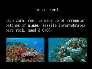 coral reef | PPT