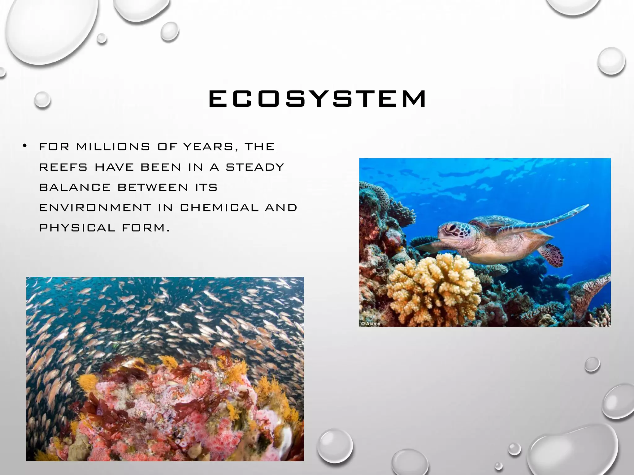 Reef ecosystems and their decline | PPT