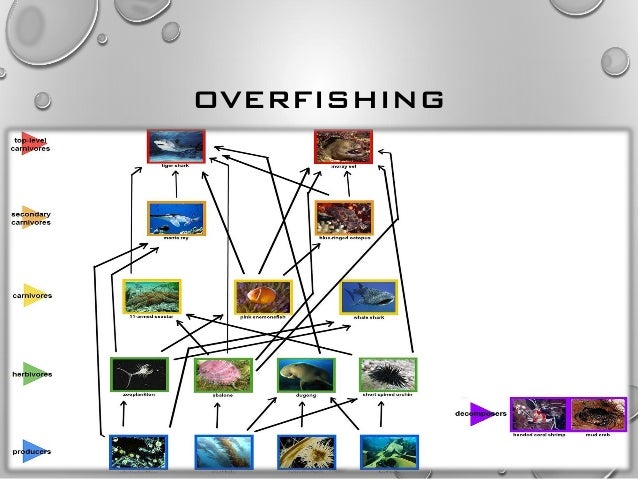 Reef ecosystems and their decline