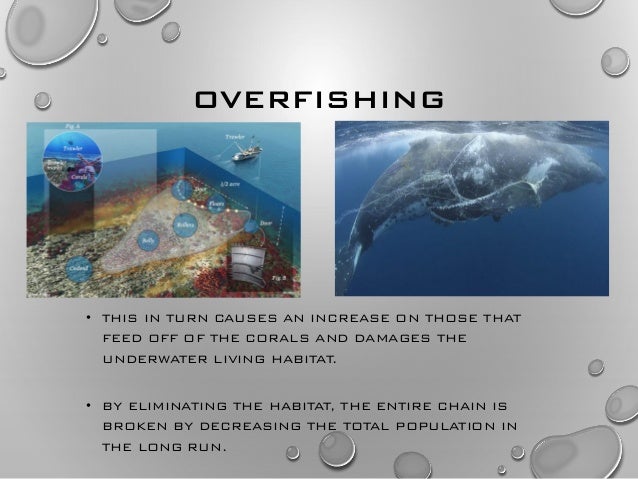 Reef ecosystems and their decline