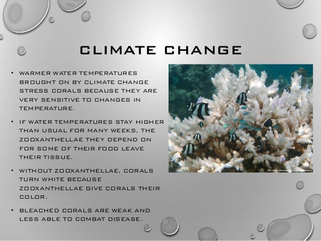 Reef ecosystems and their decline