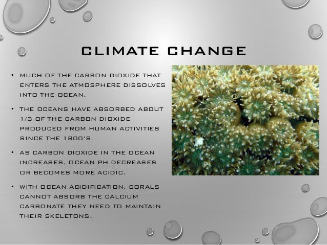 Reef ecosystems and their decline