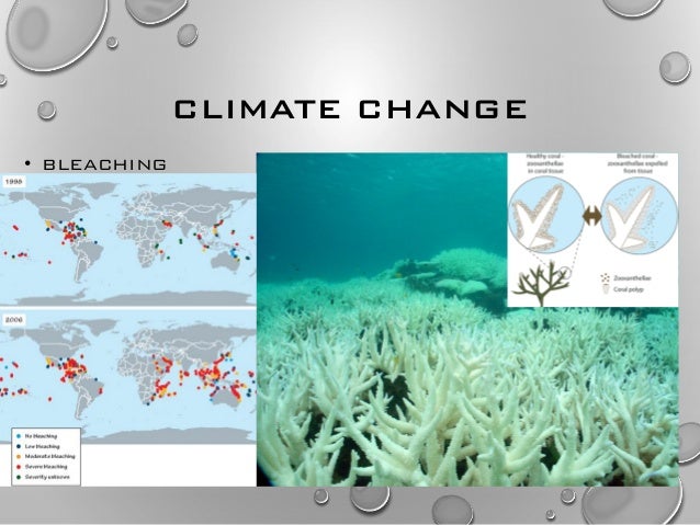 Reef ecosystems and their decline