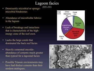 Reeffacies ppt | PPTX