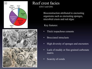 Reeffacies ppt | PPTX