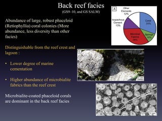 Reeffacies ppt | PPTX