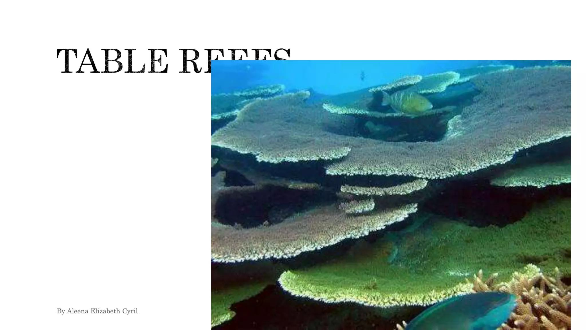 Coral Reef: Types | PPTX