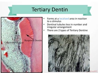 Reem hussam dentin | PPTX
