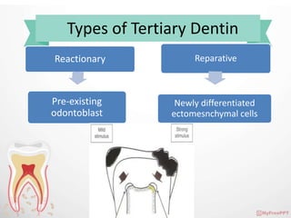 Reem hussam dentin | PPTX
