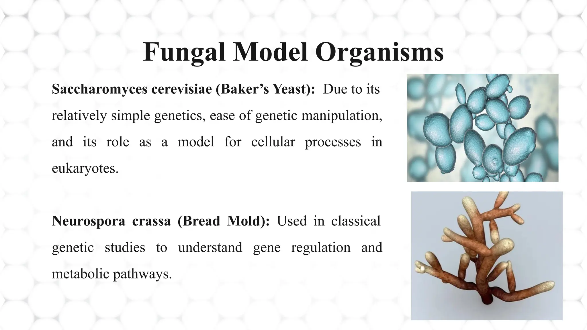 Fungal Genetics : Unlocking the Secrets of Fungal Genetics: From Model ...