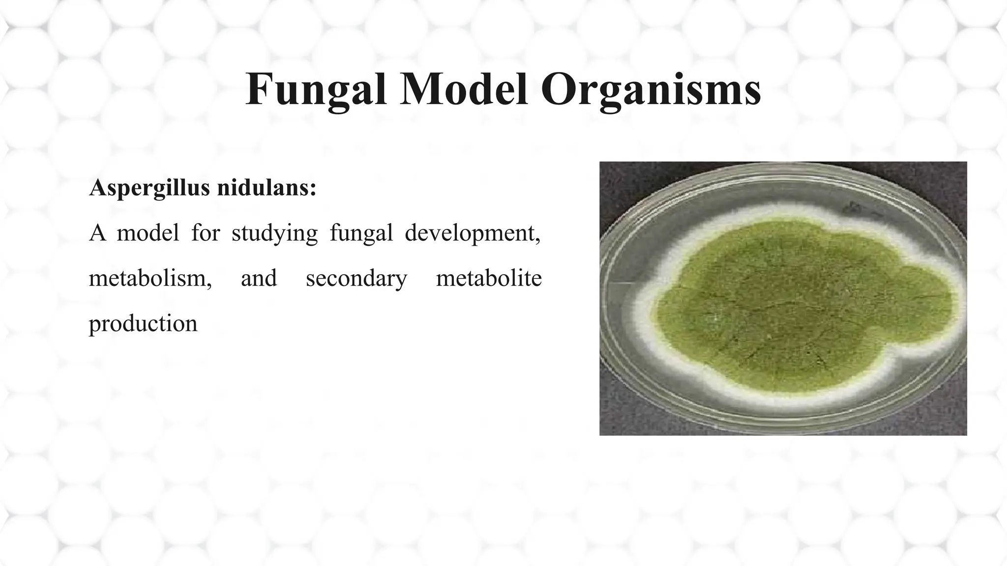 Fungal Genetics : Unlocking the Secrets of Fungal Genetics: From Model ...
